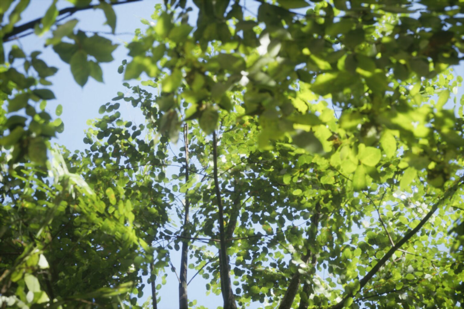 その手にカメラを。世界を旅しよう。【Lushfoil Photography Sim】 – Nakarの閑話ブログ